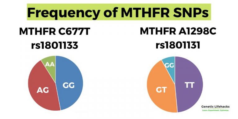 Vaccines and the MTHFR mutation - Genetic Lifehacks