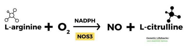 Nitric Oxide Synthase (NOS3): Heart Health, Blood Pressure, and Healthy ...