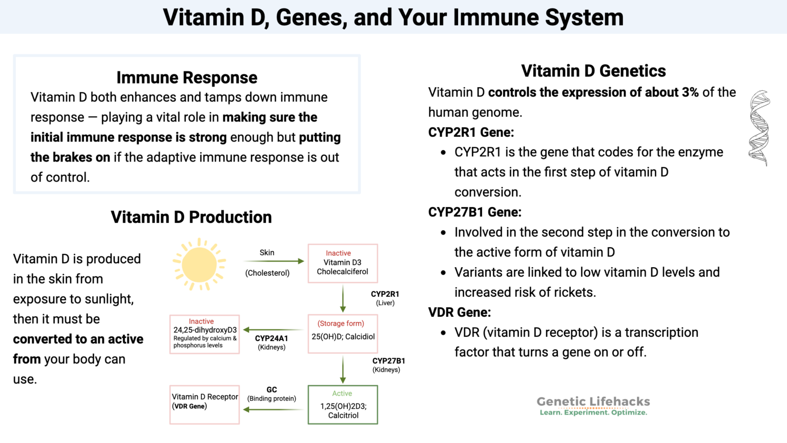 Vitamin D, Genes, and Your Immune System