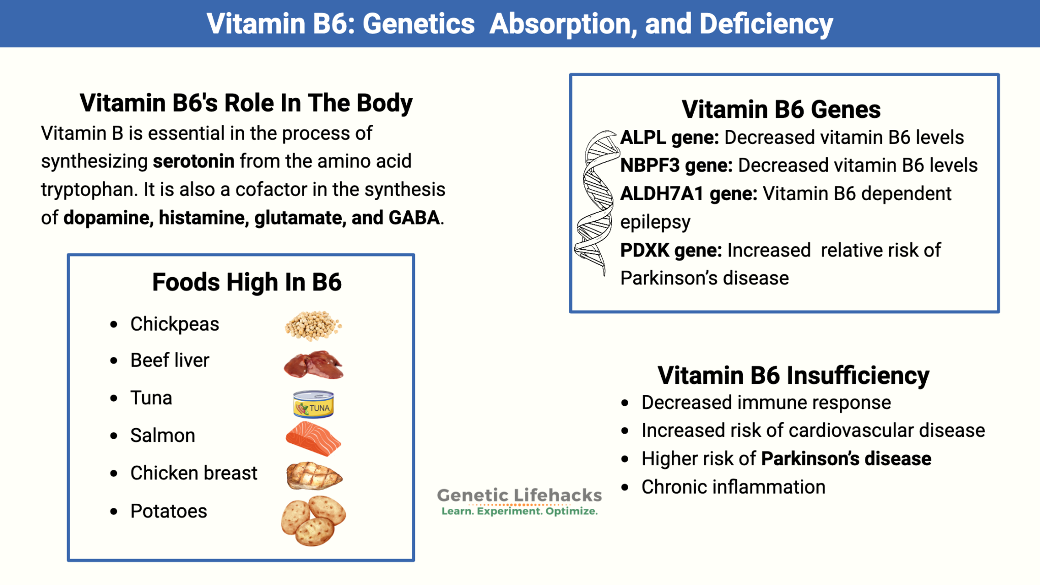 Vitamin B6: Genetics, Absorption, and Deficiency