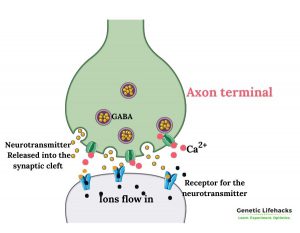 GABA: Genetics, Anxiety, and Immune Response