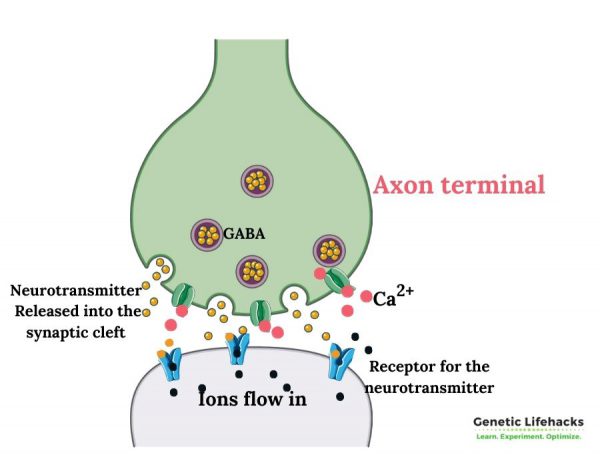 GABA: Genetics, Anxiety, and Immune Response