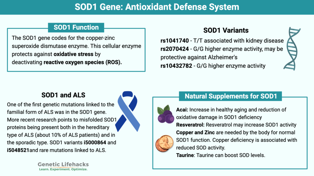 SOD1 Gene: Your Antioxidant Defense System