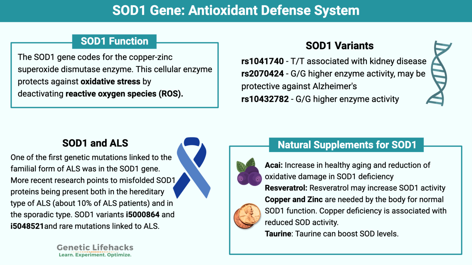 SOD1 Gene: Your Antioxidant Defense System