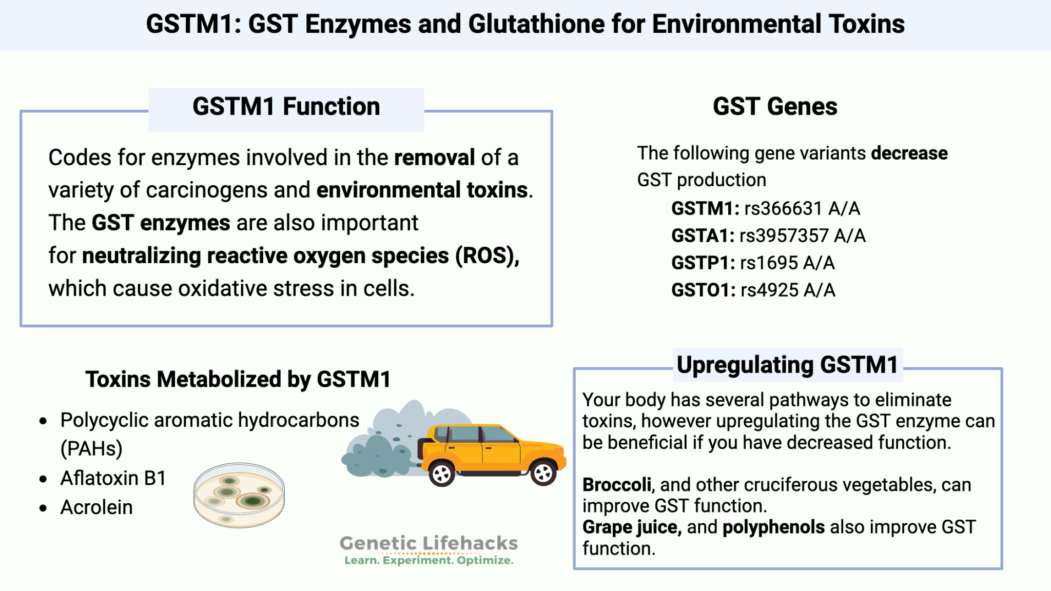 GSTM1: GST Enzymes and Glutathione for Environmental Toxins