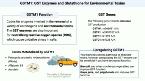 GSTM1: GST Enzymes and Glutathione for Environmental Toxins