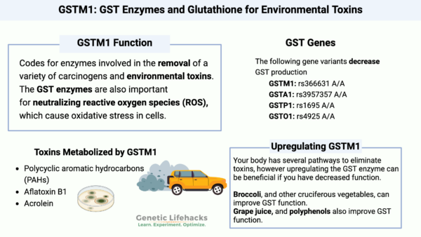 GSTM1: GST Enzymes and Glutathione for Environmental Toxins