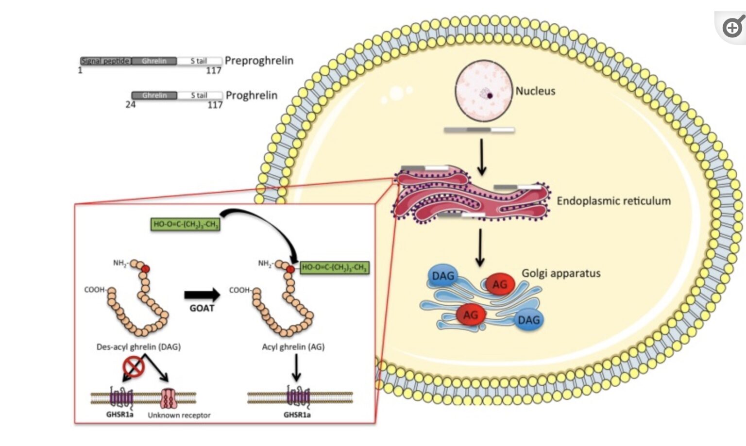Ghrelin: The Hunger Hormone