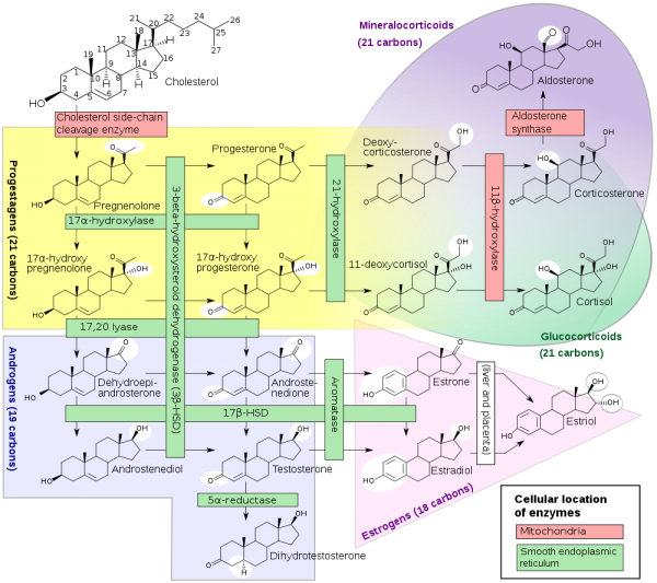 Progesterone: creation, receptors, effects, and metabolism