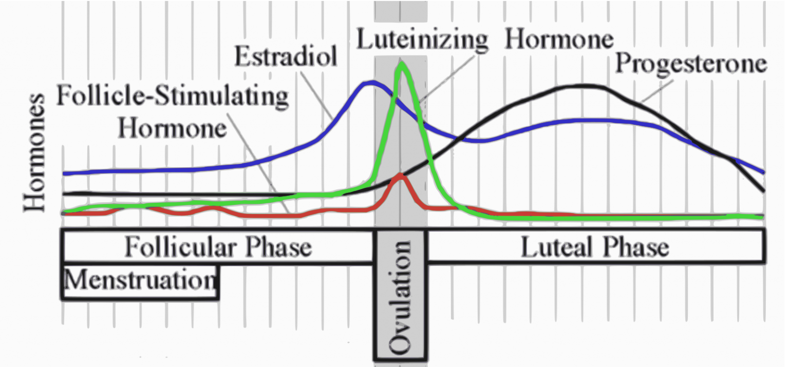Progesterone: creation, receptors, effects, and metabolism