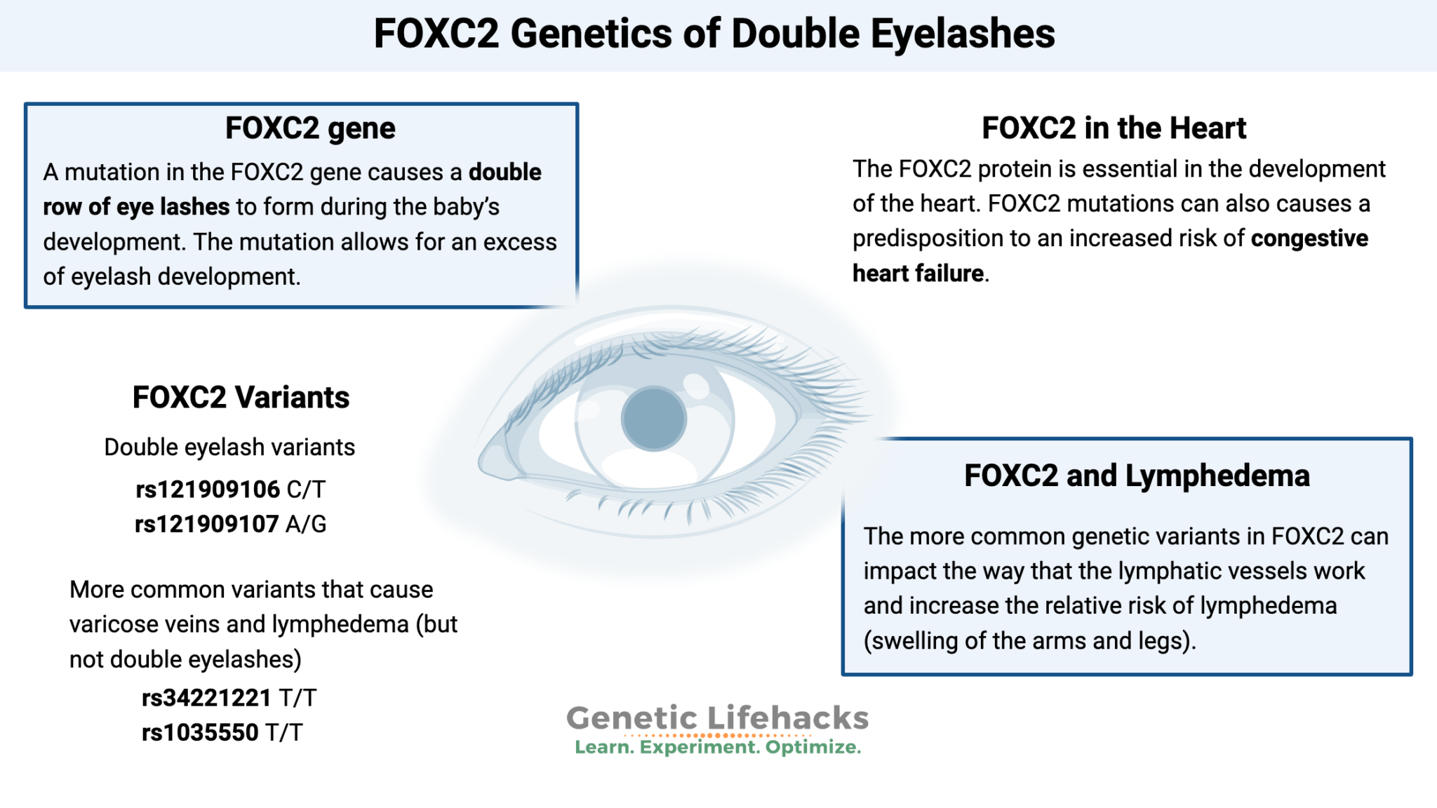 Genetics of Double Eyelashes