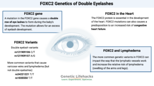 Genetics of Double Eyelashes