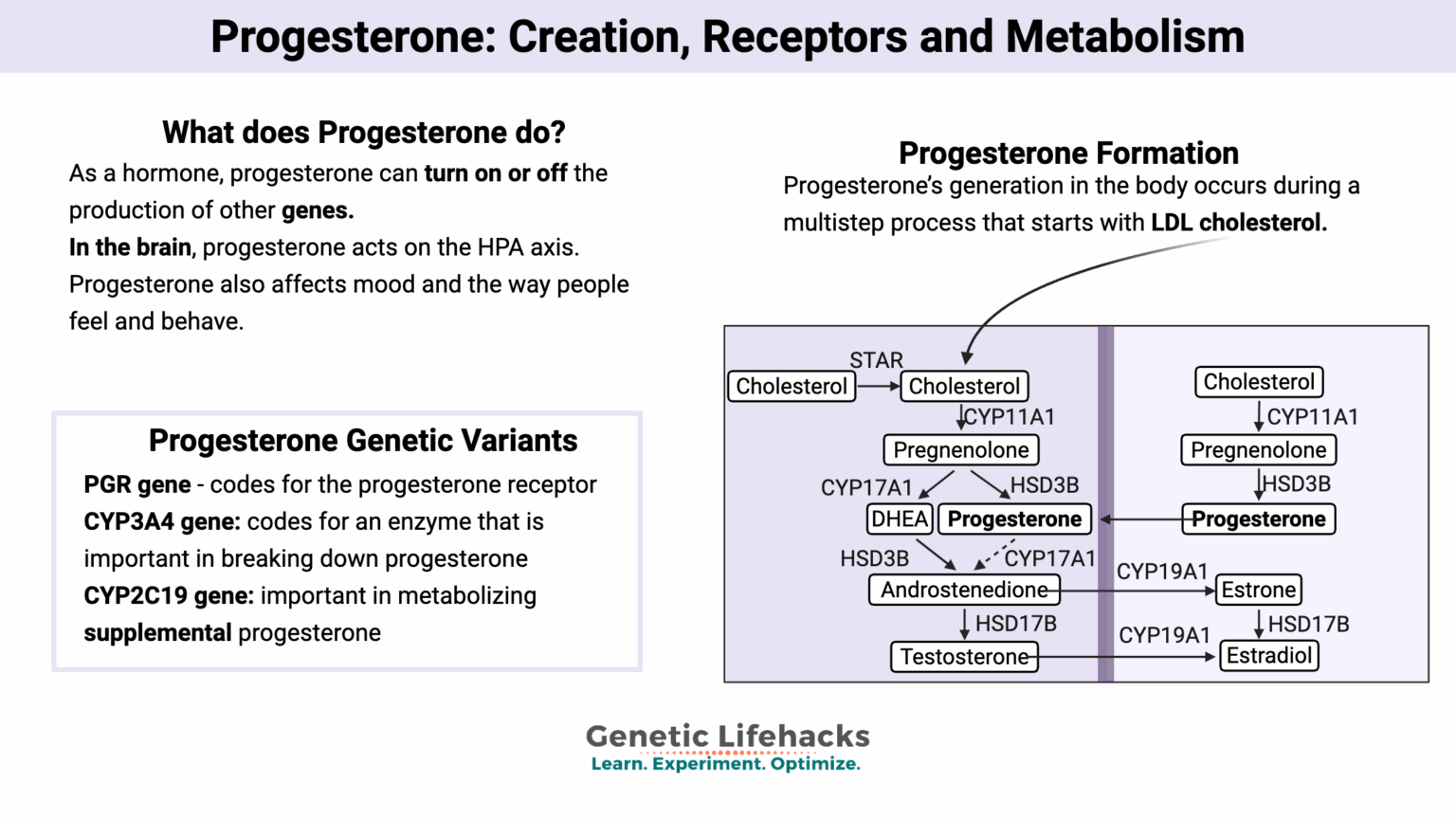 Progesterone: creation, receptors, effects, and metabolism