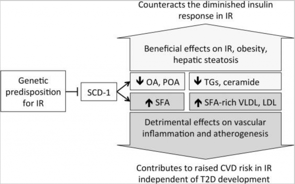 SCD1: A lynchpin of metabolism