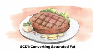 SCD1: A lynchpin of metabolism