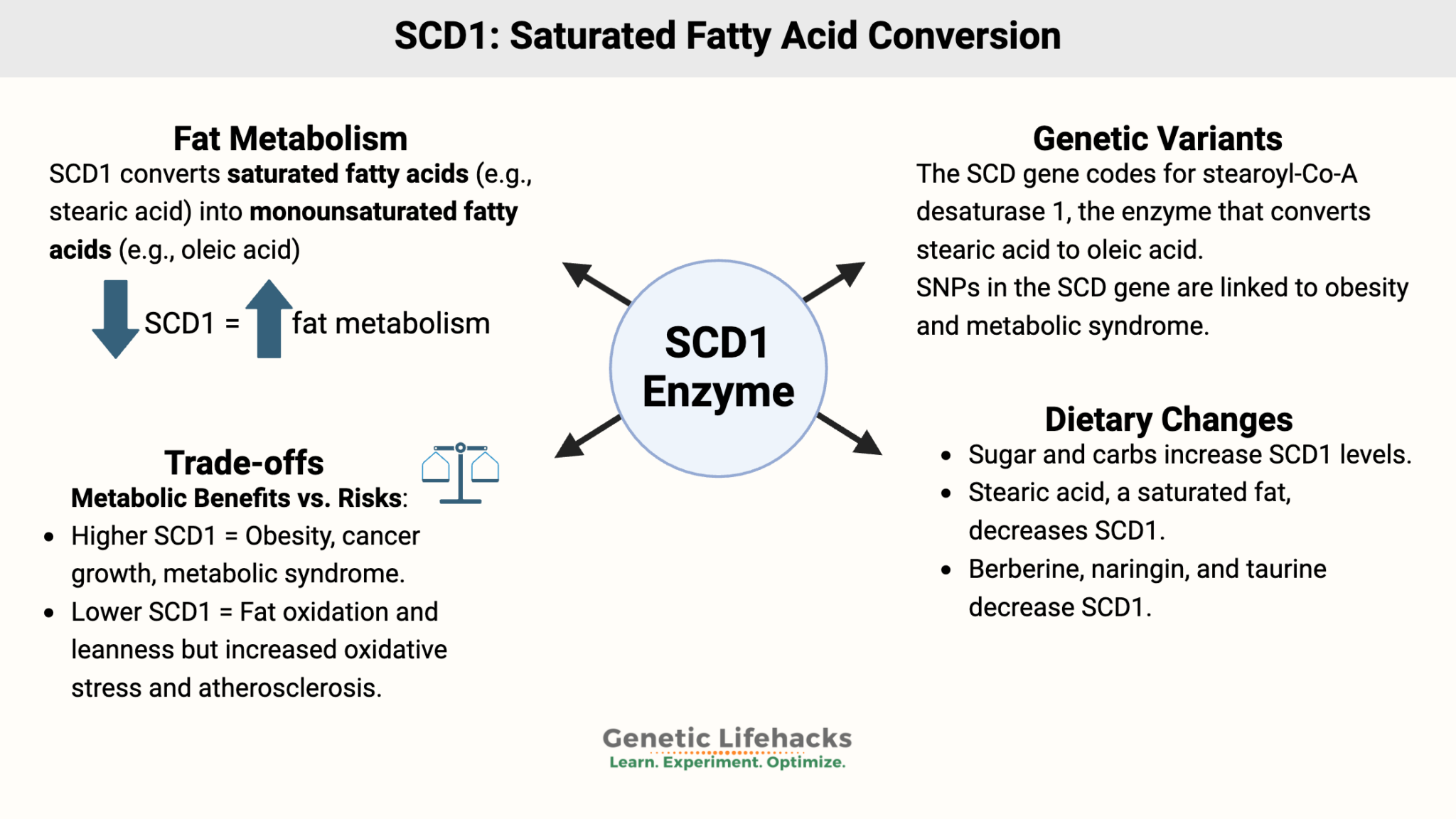 SCD1: A lynchpin of metabolism