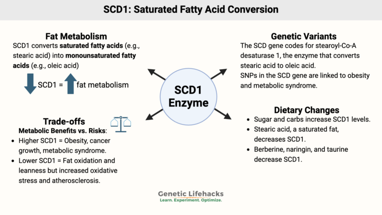 SCD1: A lynchpin of metabolism