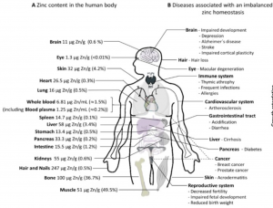 Zinc genes: The healing power of zinc
