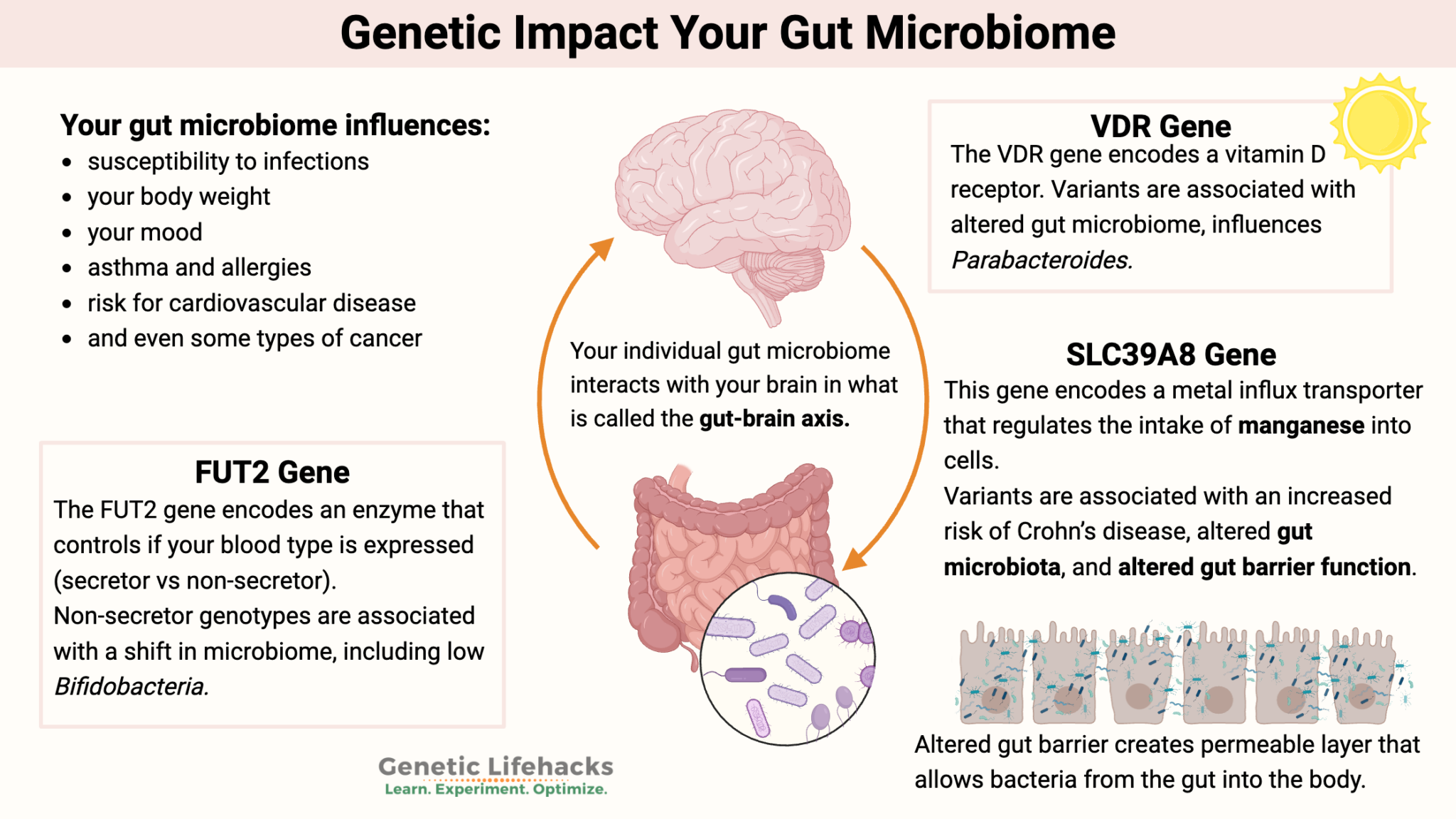 Gut Genes: How Your Genetic Variants Impact Your Gut Microbiome