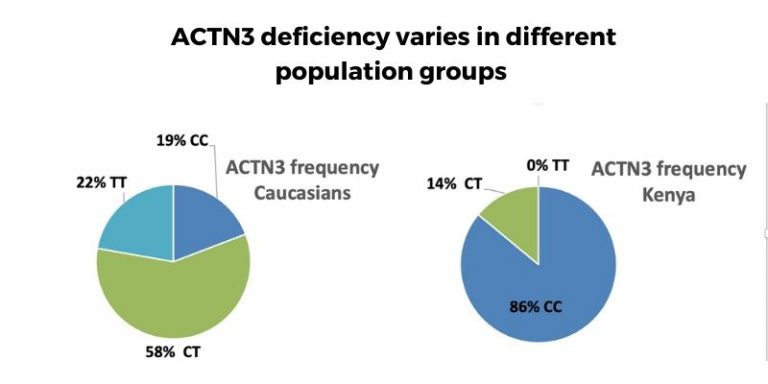 ACTN3 Gene: Deficiency and Muscle Type