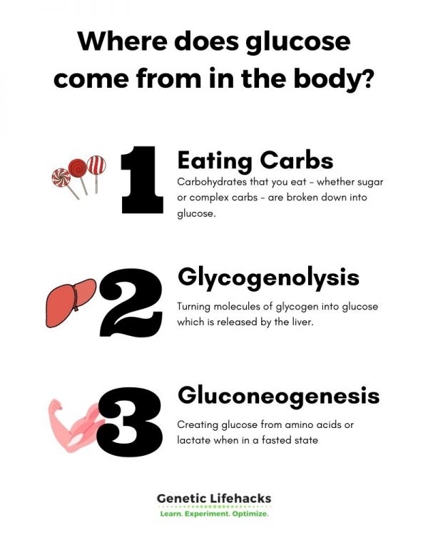 Blood Glucose Levels: Genetics and Blood Sugar Regulation