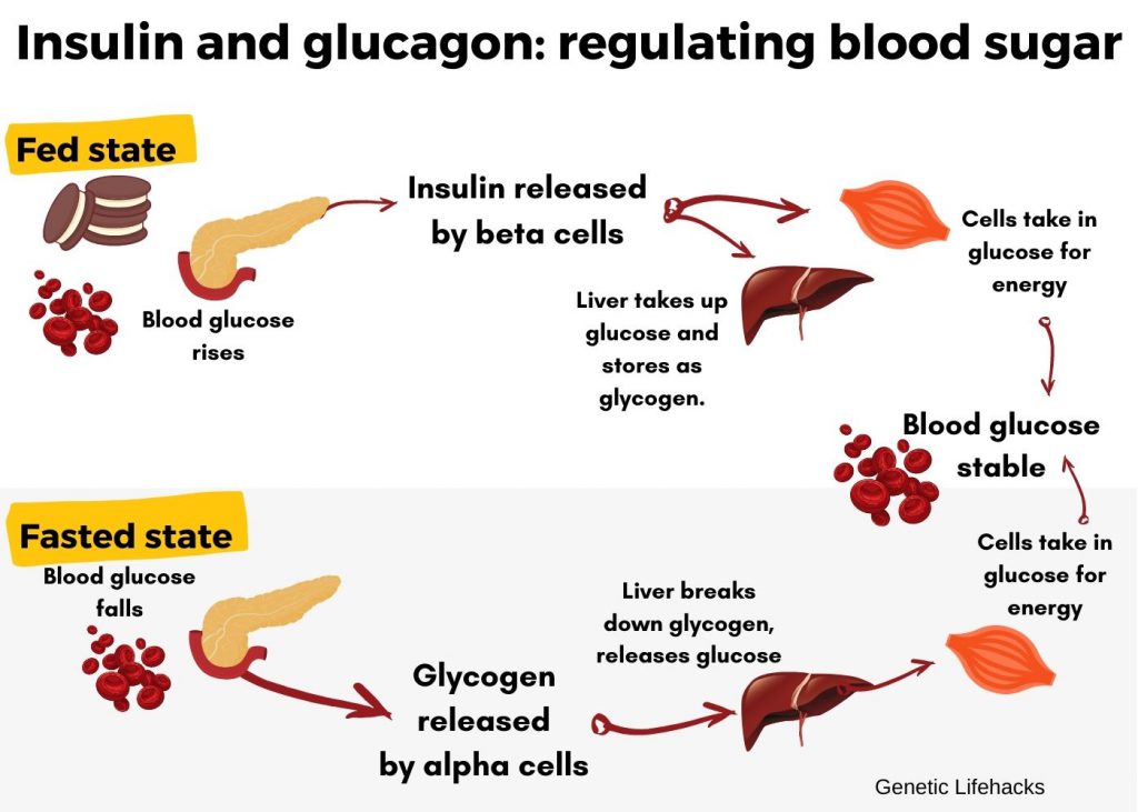 Blood Glucose Levels: Genetics and Blood Sugar Regulation
