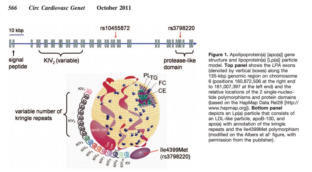 Lipoprotein(a): Genetics and Lp(a) Levels