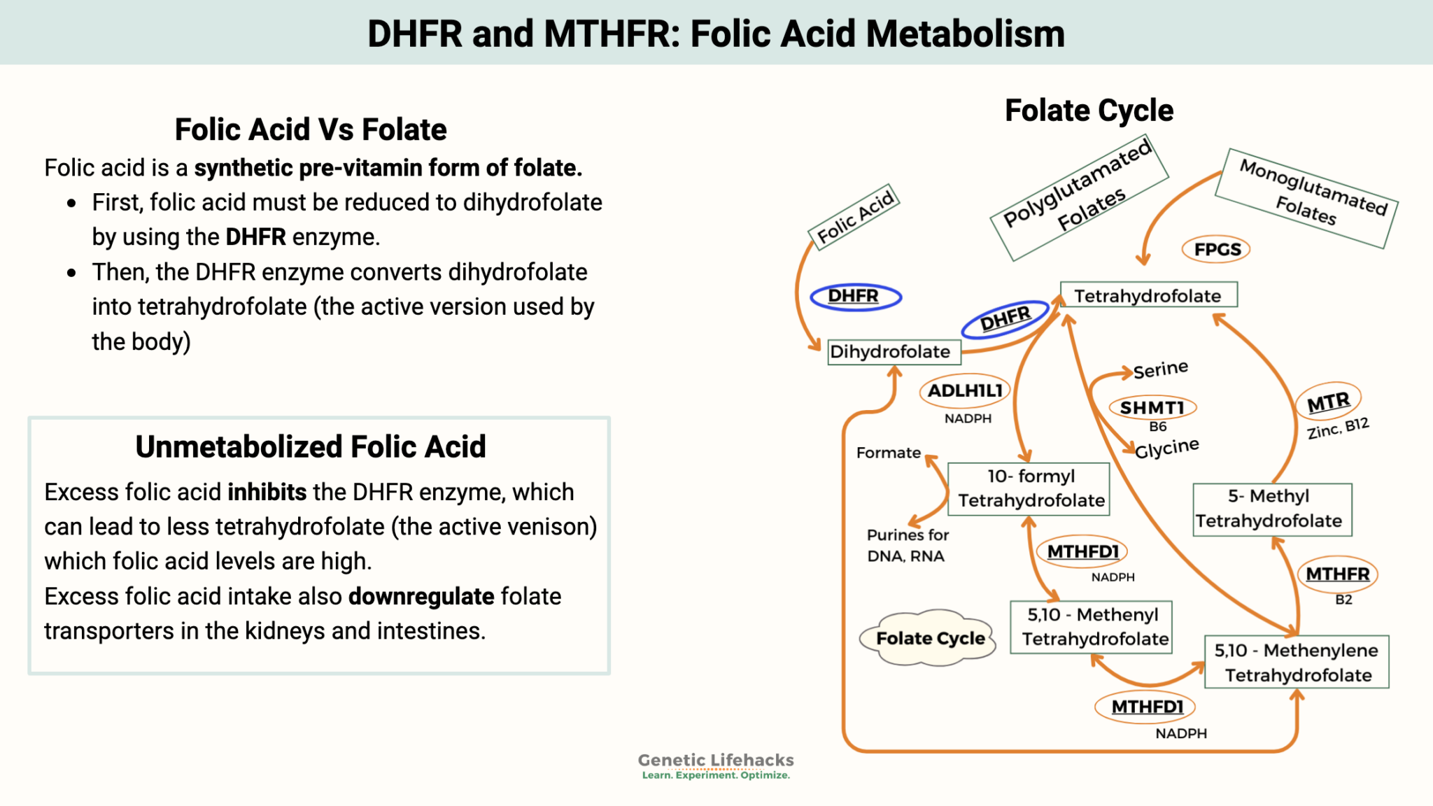 Methylation Cycle Articles and Genes - Genetic Lifehacks
