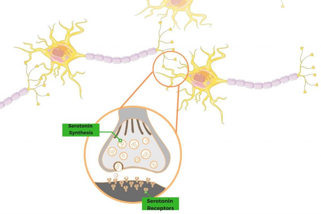 Serotonin 2A receptor: Psychedelic response and Alzheimer's disease