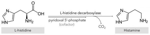 Histamine Intolerance: Understanding Genes, Managing Symptoms