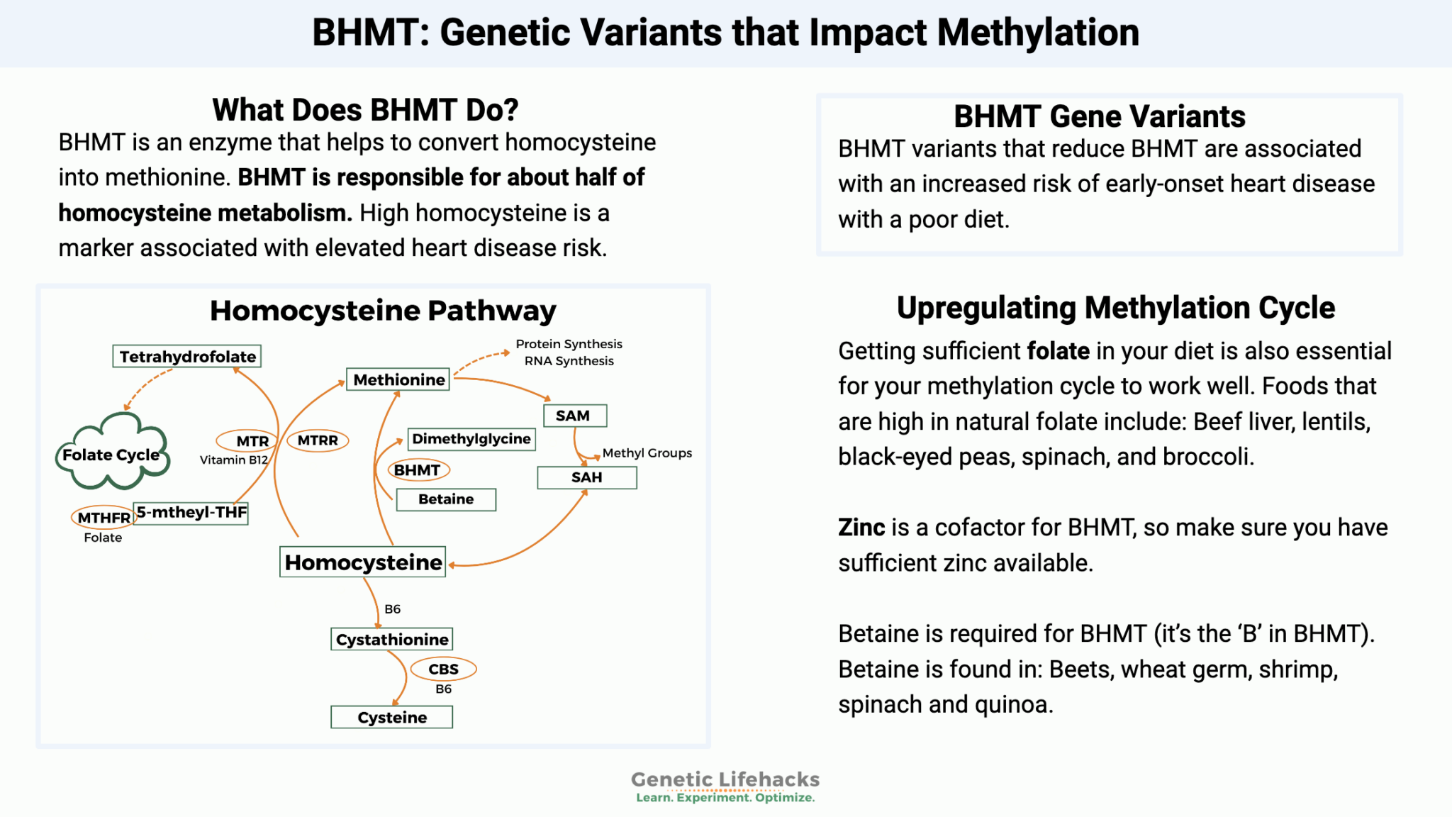Methylation Cycle Articles and Genes - Genetic Lifehacks