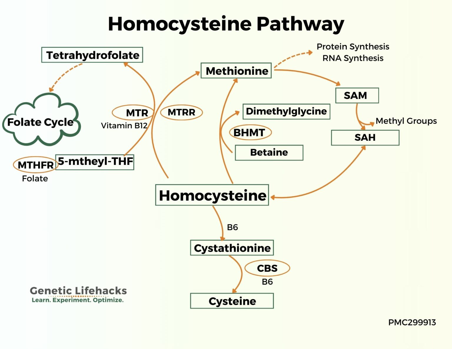 BHMT Gene: Methylation, Homocysteine, and Betaine