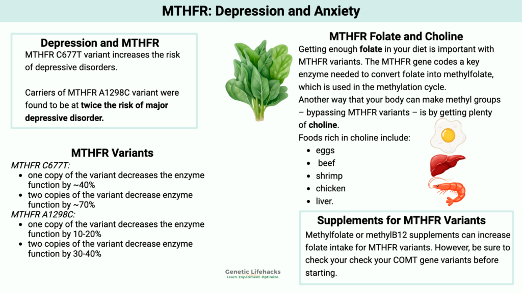 Methylation Cycle Articles and Genes - Genetic Lifehacks