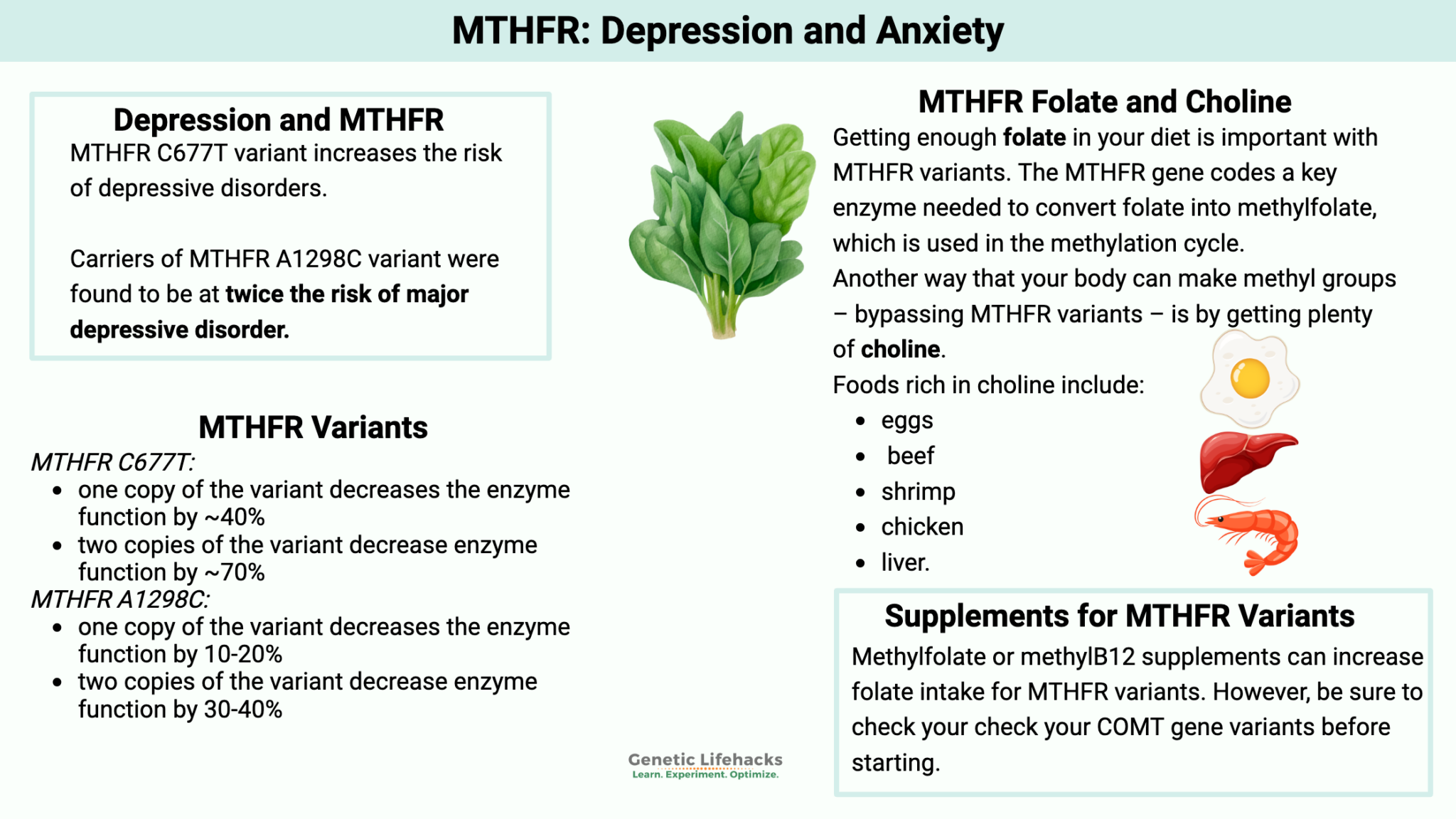 Methylation Cycle Articles and Genes - Genetic Lifehacks