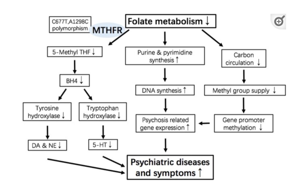 MTHFR, Depression, Anxiety, Symptoms and Treatment - Genetic Lifehacks