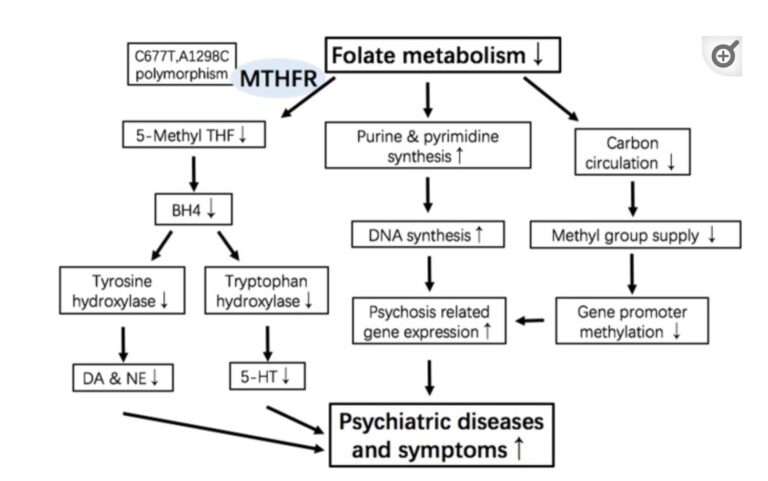 MTHFR, Depression, Anxiety, Symptoms and Treatment - Genetic Lifehacks