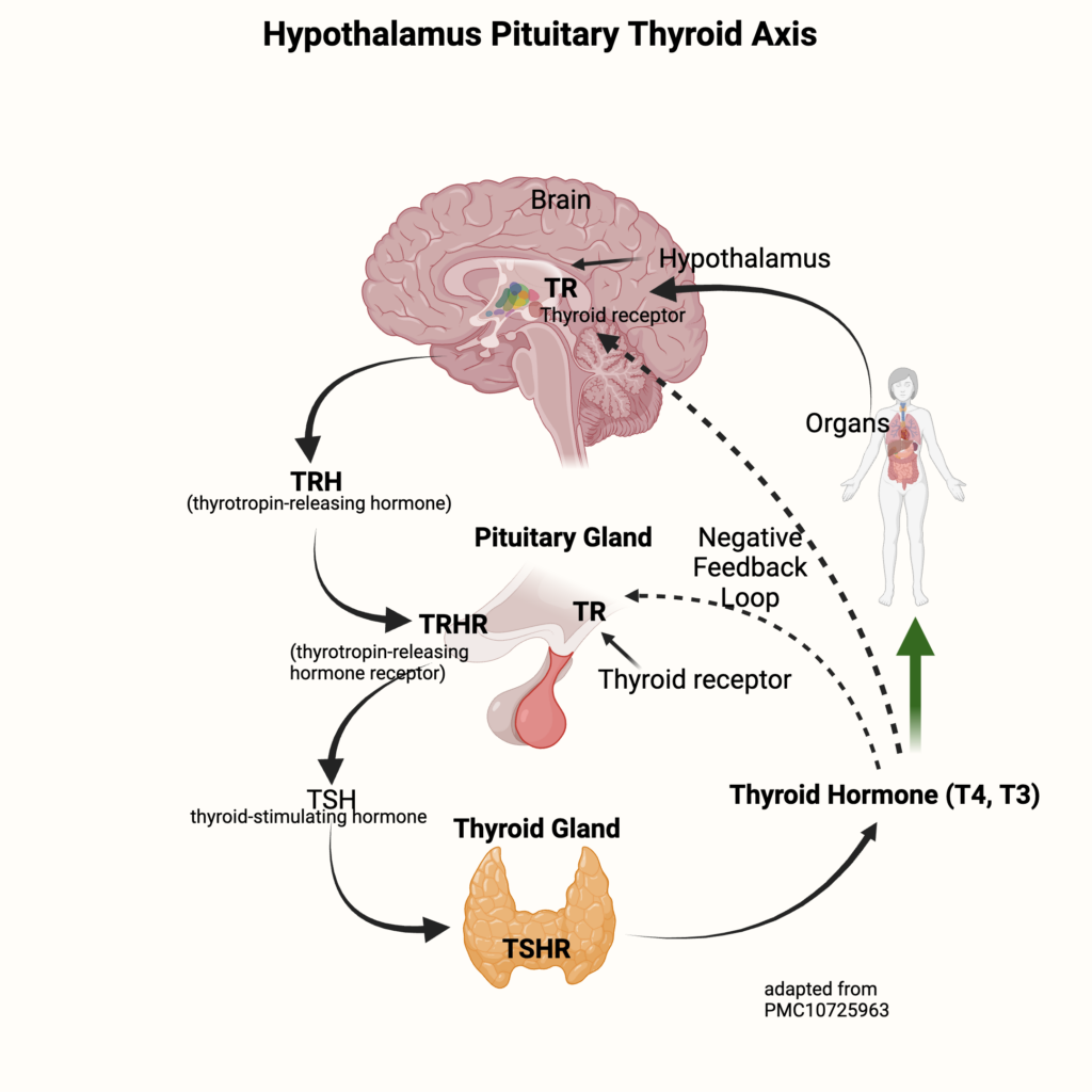 Thyroid Hormones: Genes, Hypothyroidism, and T4/T3 Conversion
