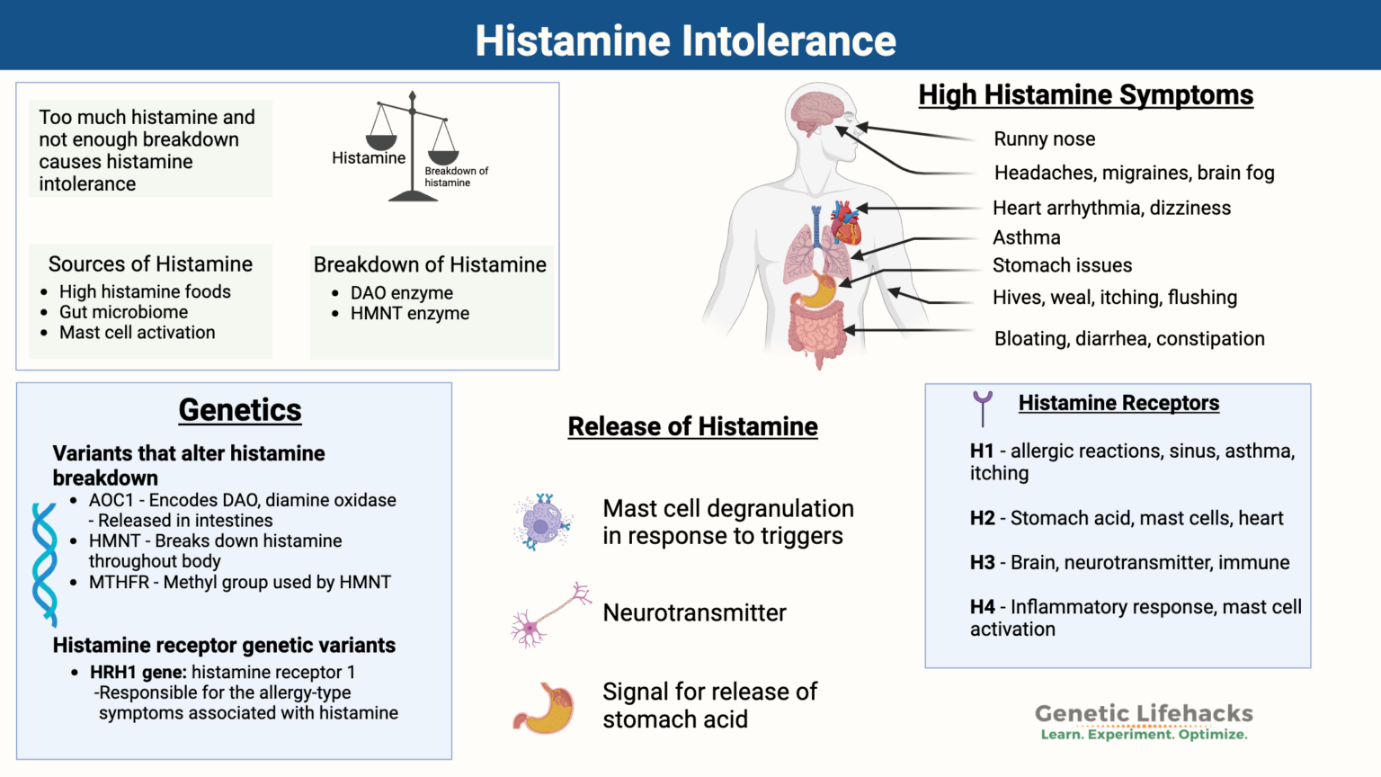 Histamine Intolerance: Understanding Genes, Managing Symptoms