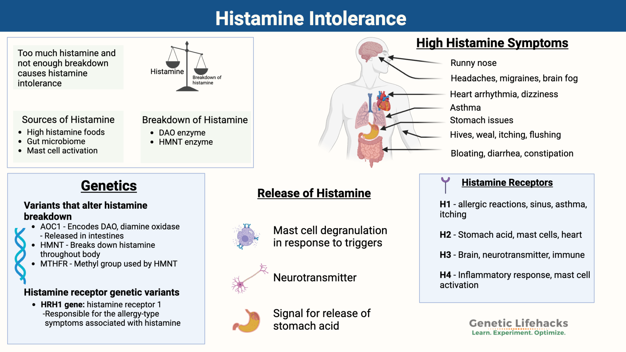 Histamine Intolerance: Understanding Genes, Managing Symptoms