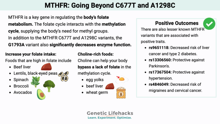 Methylation Cycle Articles and Genes - Genetic Lifehacks