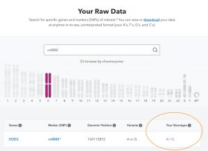 How to check your genetic raw data for an rs id number (23 and Me or Ancestry DNA)
