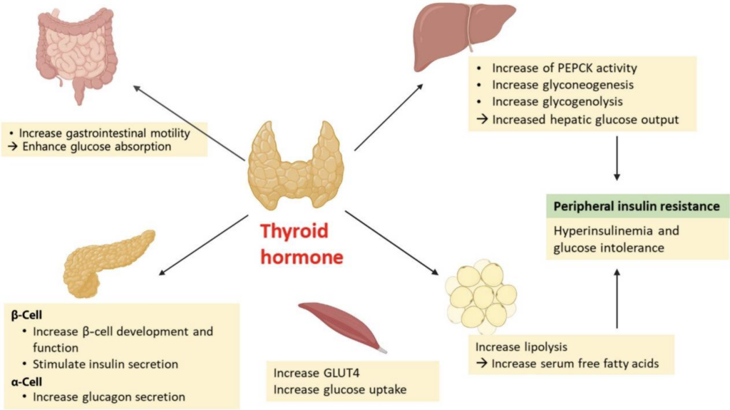 Thyroid Hormones: Genes, Hypothyroidism, and T4/T3 Conversion