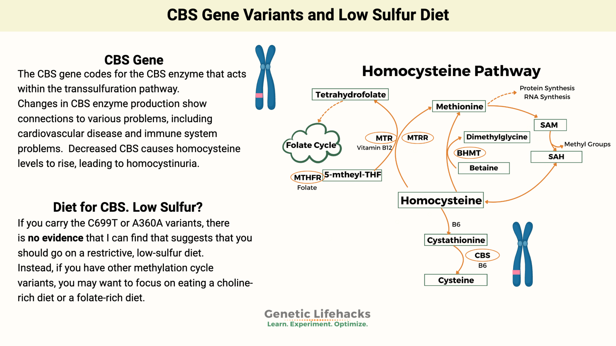 Methylation Cycle Articles and Genes - Genetic Lifehacks
