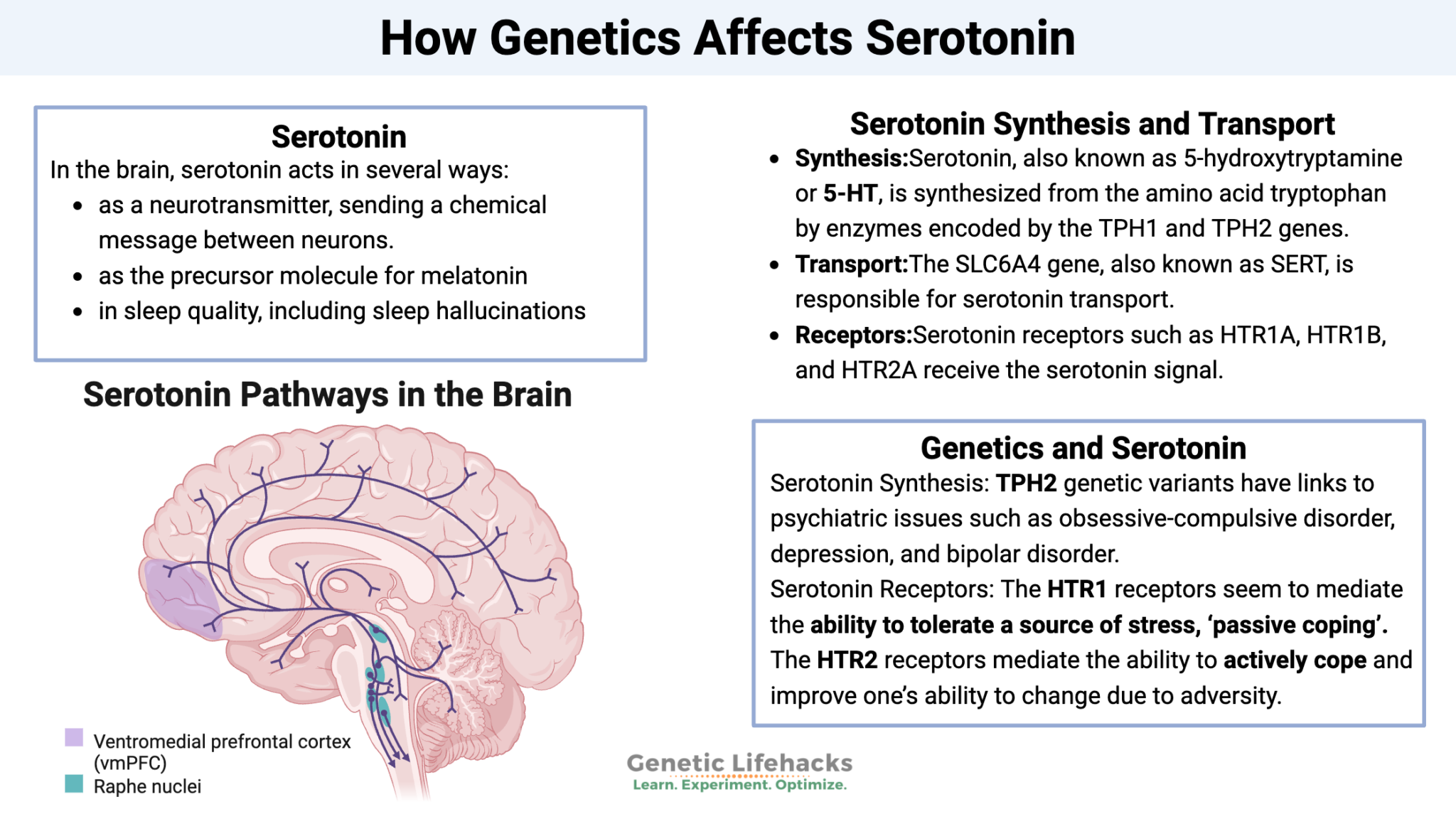 Serotonin: How Your Genes Affect this Neurotransmitter