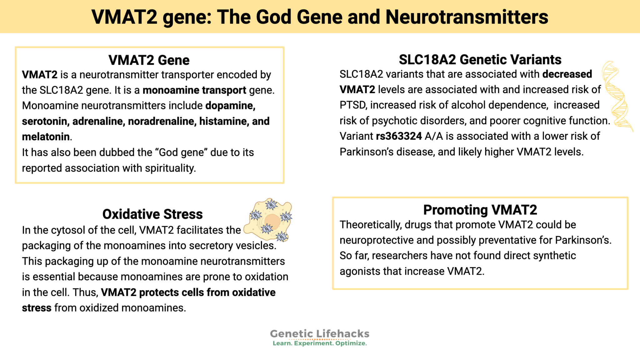 VMAT2 gene: The God Gene and Neurotransmitters