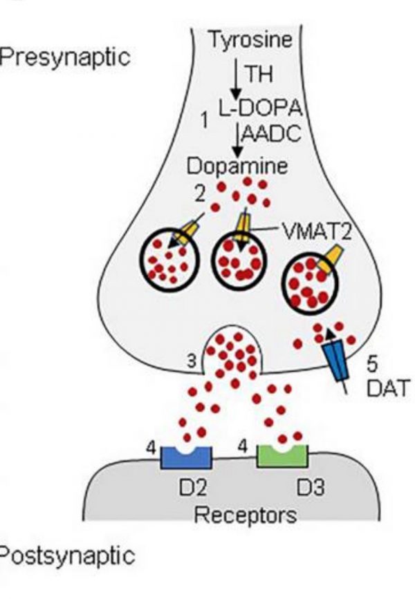 Dopamine Synthesis SNPs: Genes, lifestyle, diet, and dopamine optimization