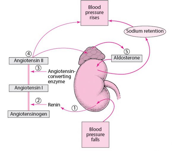 Hypertension Risk Factor: CYP11B2 Variant