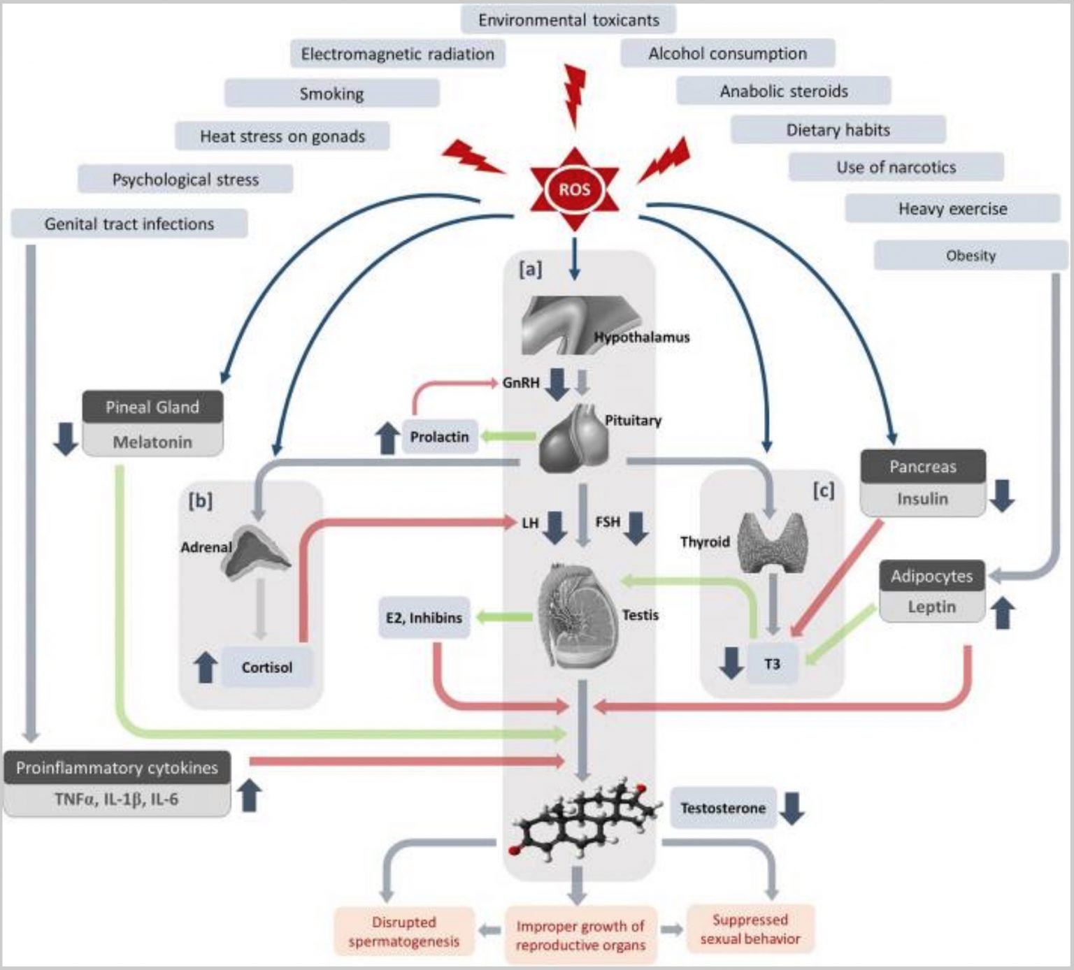 Genetic Causes Of Male Infertility