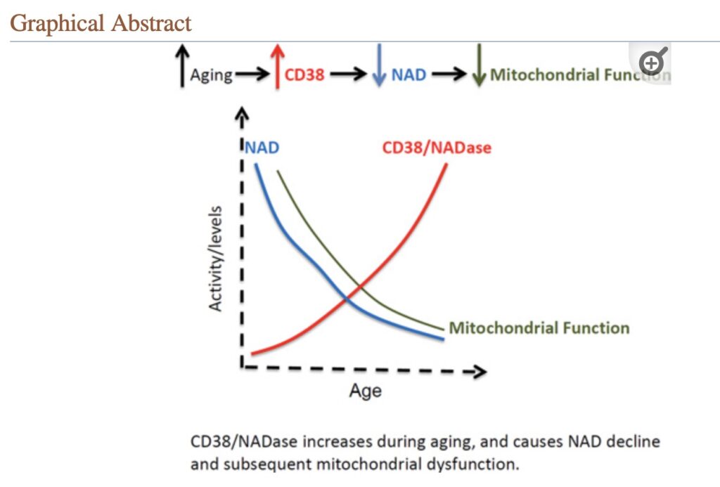 Nicotinamide Riboside and NMN: Boosting NAD+ in Aging