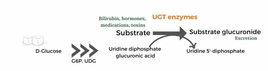 Glucuronidation: UGT Genetic Variants, Detoxification, and Hormone Balance